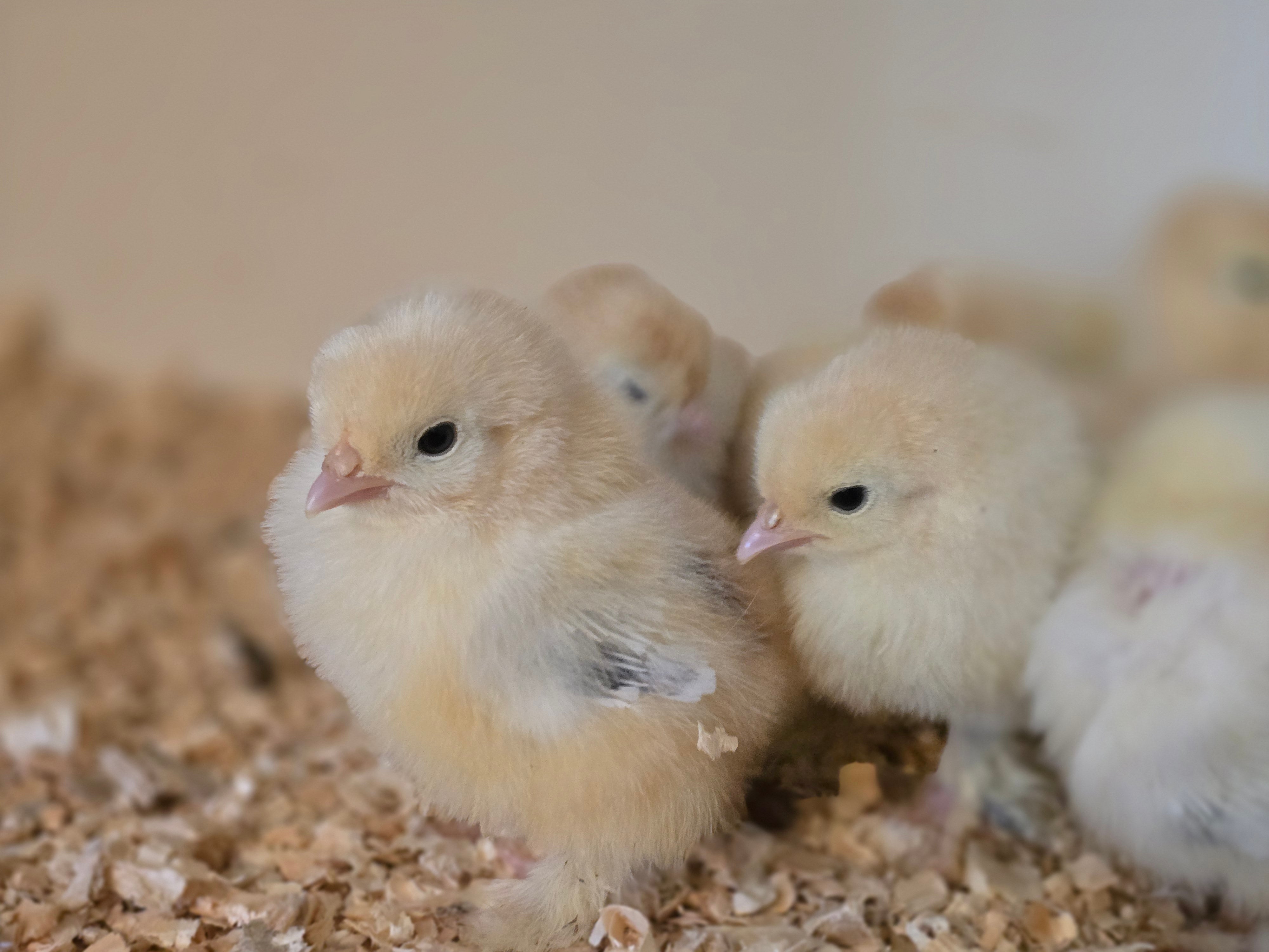 The Secret to Contented Chicks - Temperature Control (Part 2) – Talking Hens