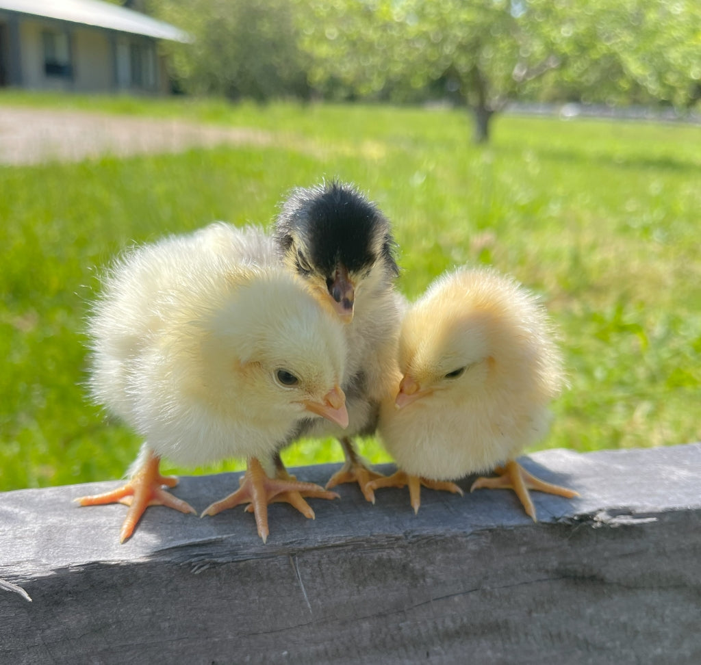 Preventing heat stress in backyard chickens – Talking Hens