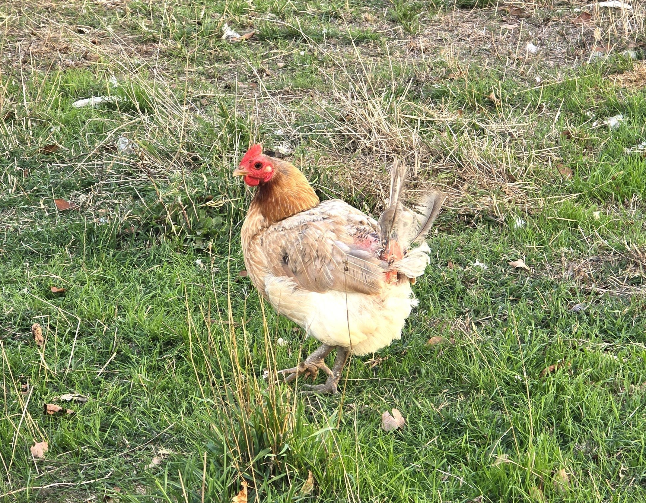 Feather Frustration? Why Your Backyard Chooks Might Be Losing Feathers – Talking Hens
