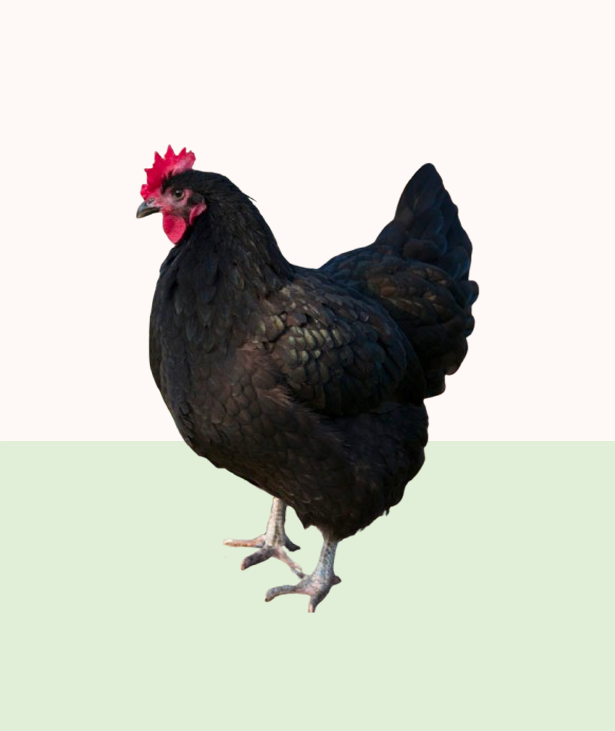 Australorp – Talking Hens