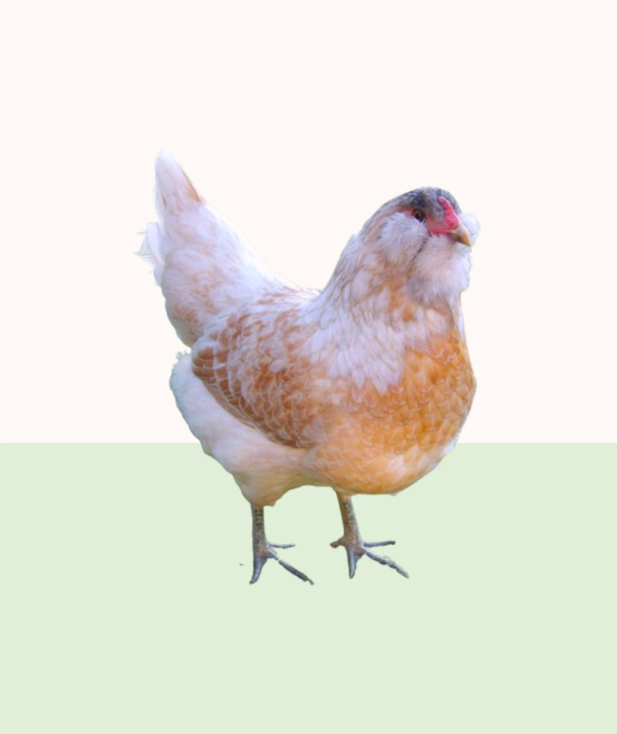 Rainbow Egger – Talking Hens