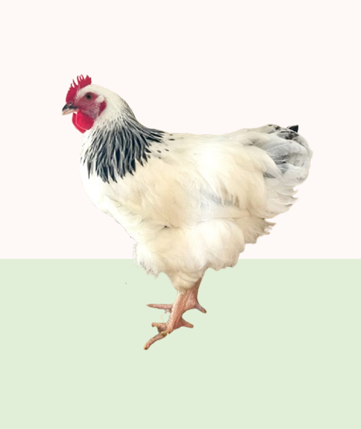 Sussex – Talking Hens