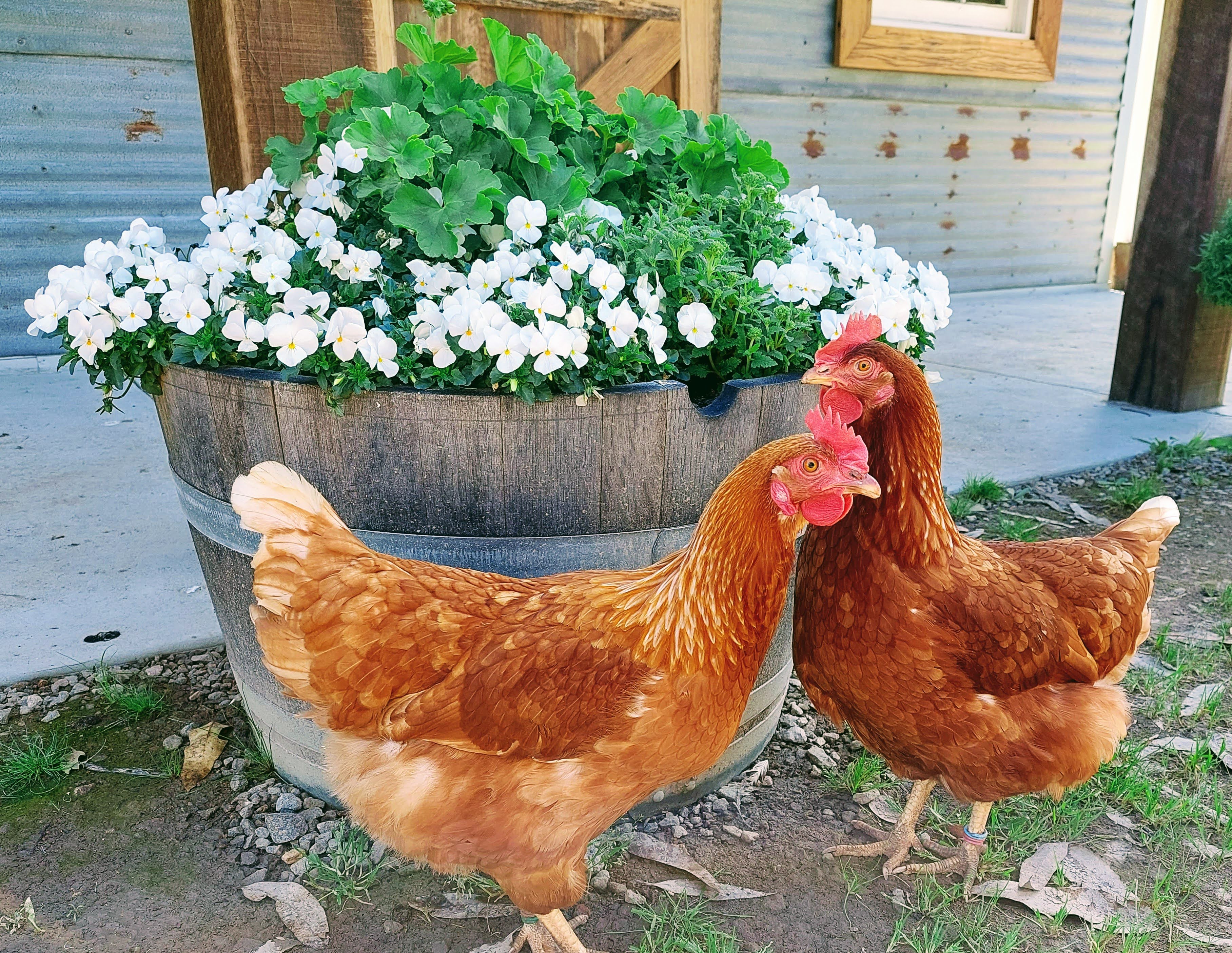 Why The Best Egg Laying Chickens Can Save You Money at the Checkout – Talking Hens