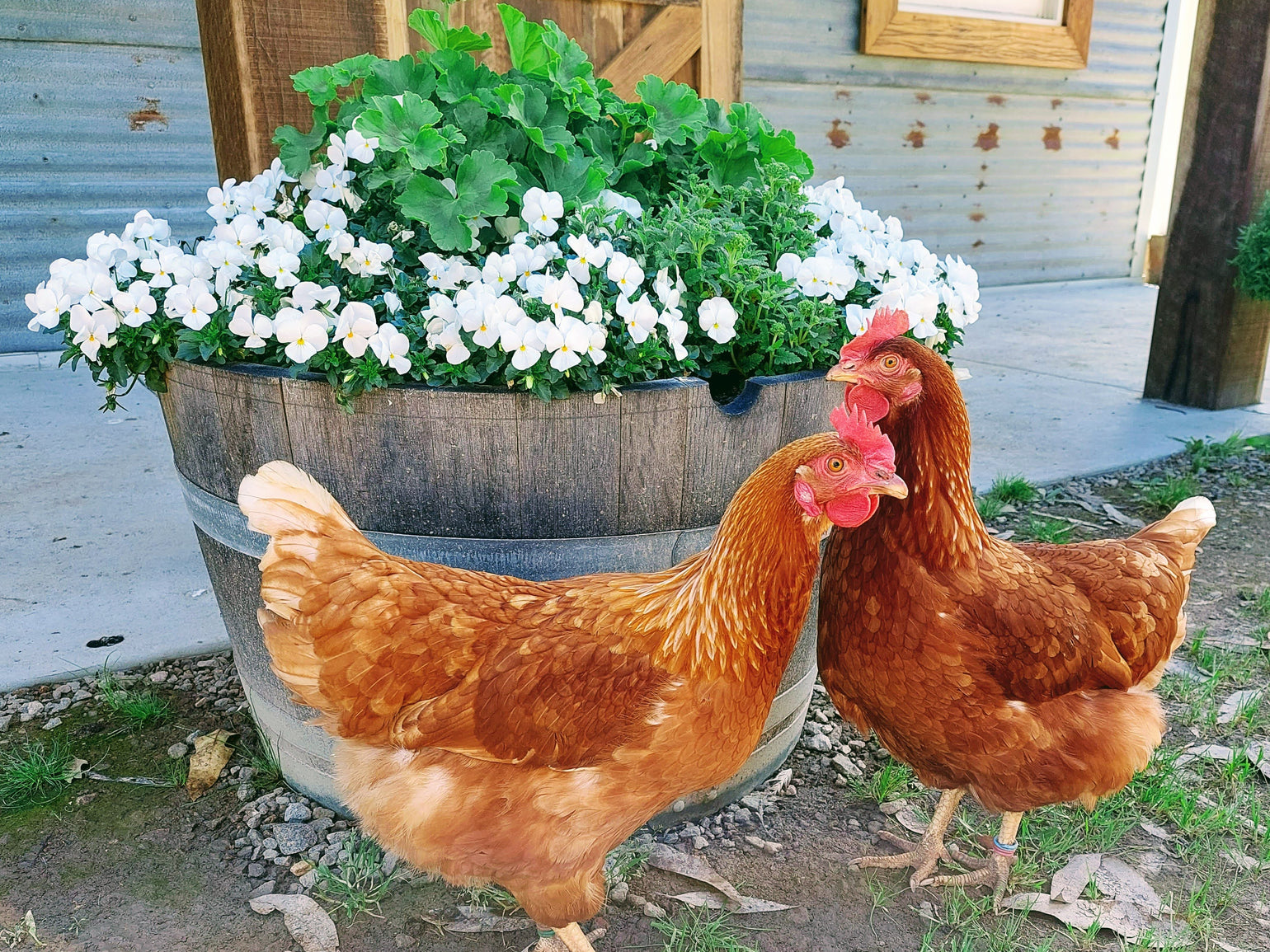 Why The Best Egg Laying Chickens Can Save You Money at the Checkout ...