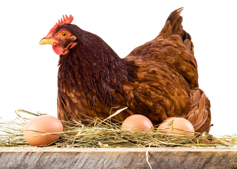 Nesting Box 101: Encouraging Your Hens to Lay in the Right Place ...