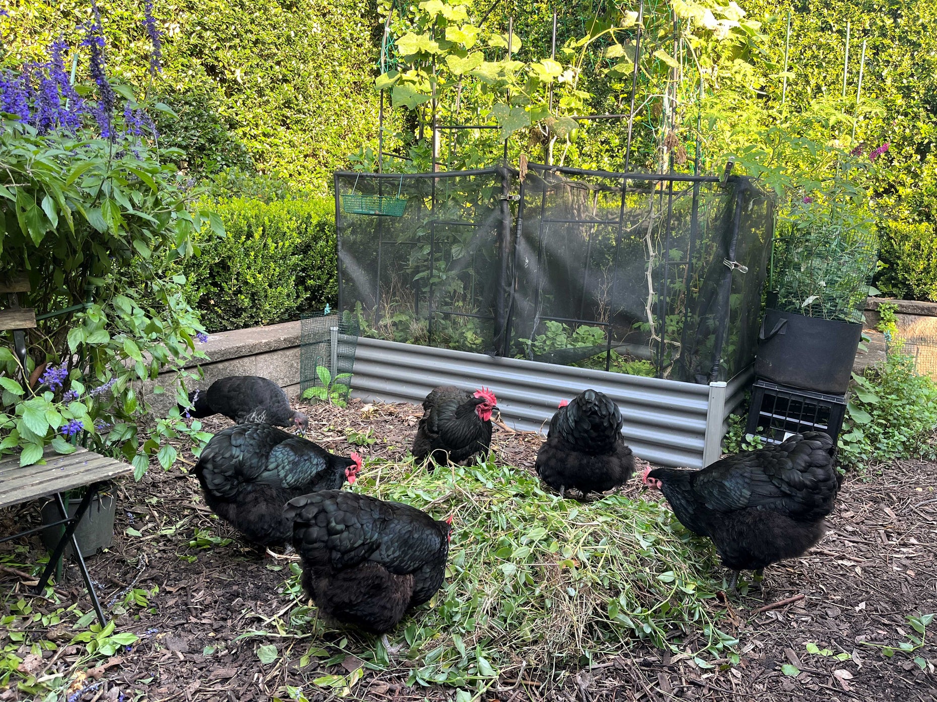 The Secret to a Perfect Garden? The Permaculture Power of Backyard Chickens – Talking Hens