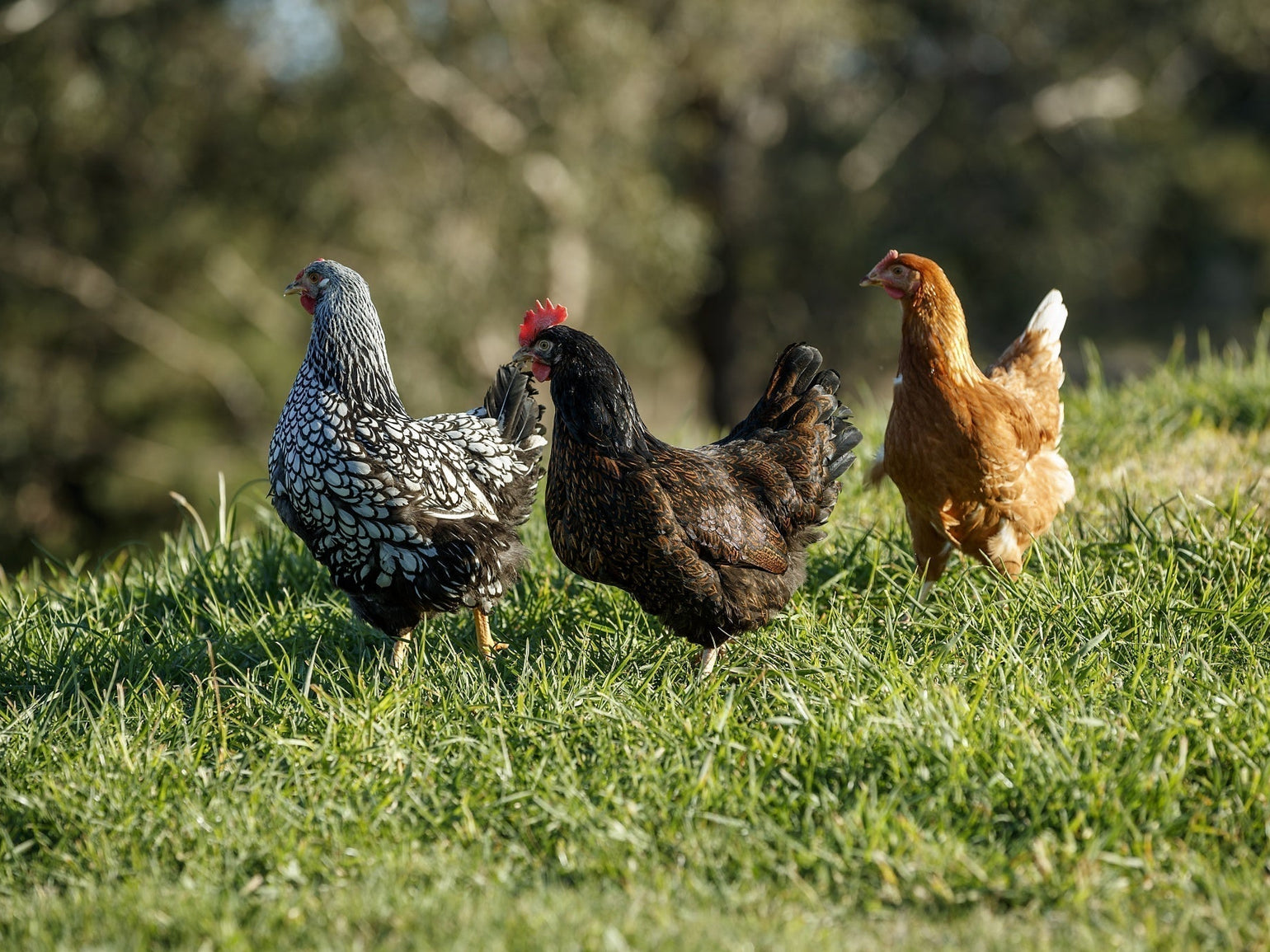 Learning Centre – Talking Hens
