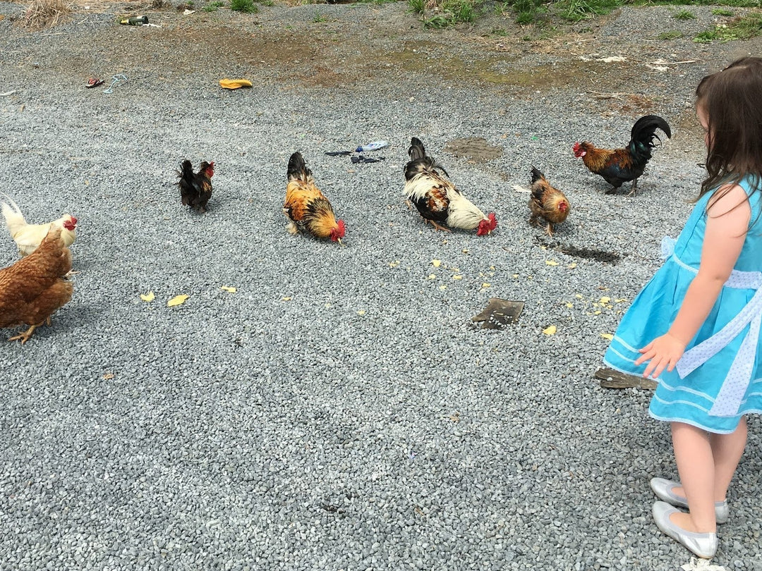 Protecting Your Backyard Flock: A Comprehensive Guide to Avian Influen ...