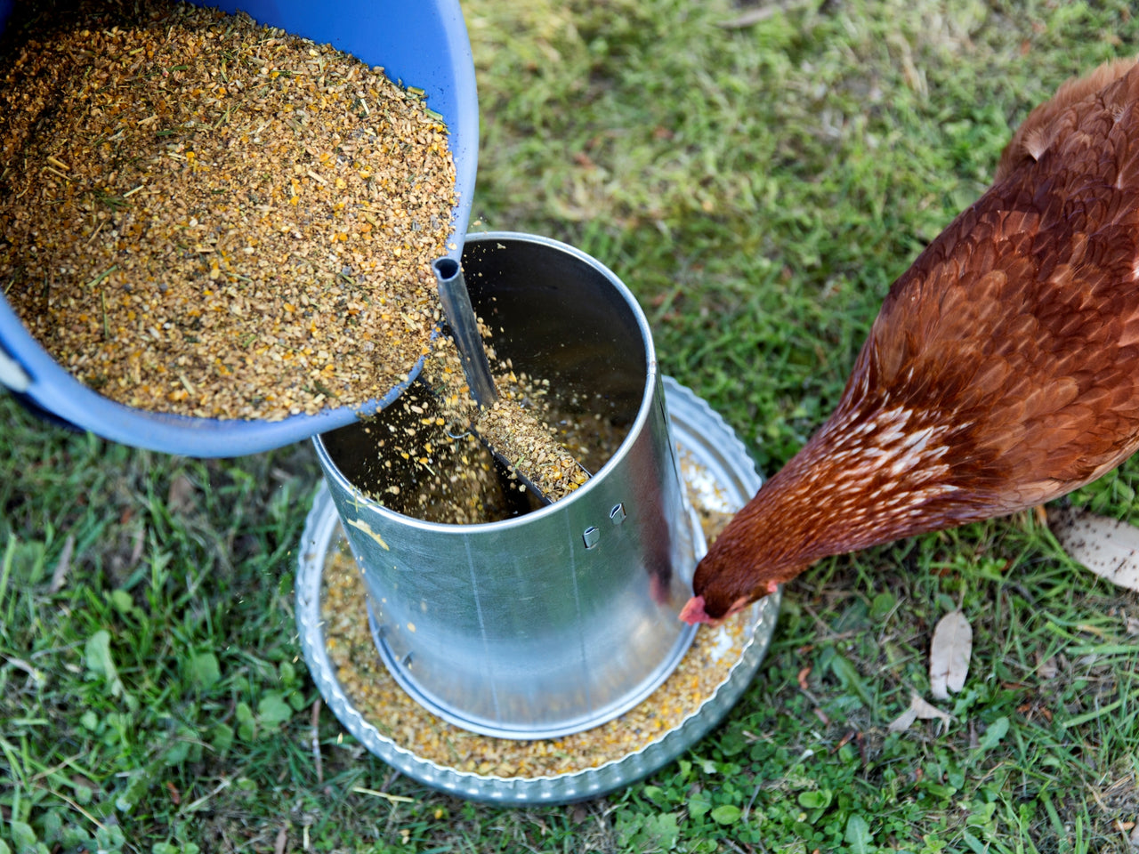 The Importance of Using a Balanced Chicken Feed – Talking Hens