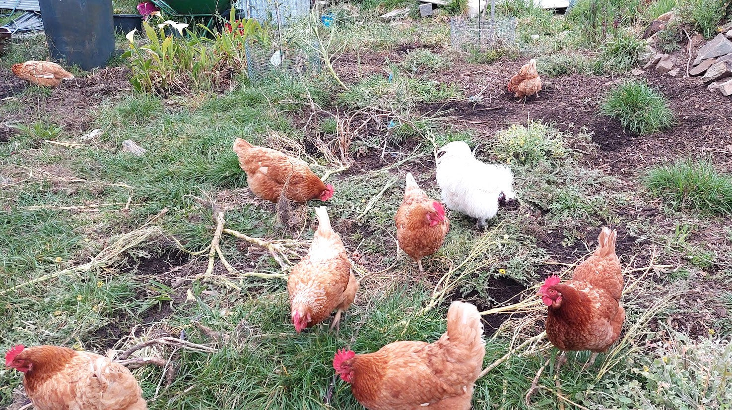 Stop Rats and Mice Invading Your Chicken Coop - Your Ultimate Guide ...