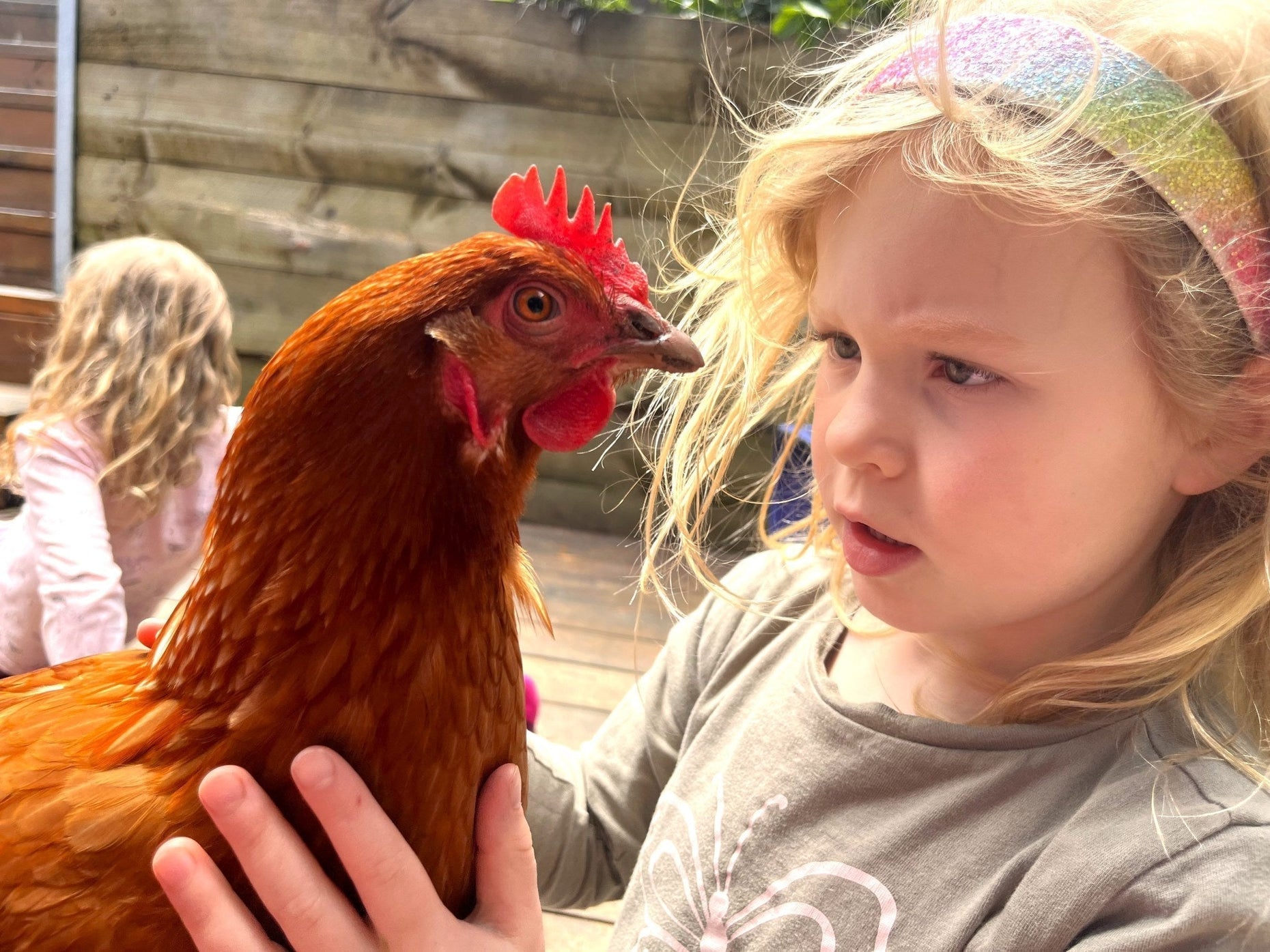 Crop Impaction vs Sour Crop: What Every Backyard Chicken Owner Should ...