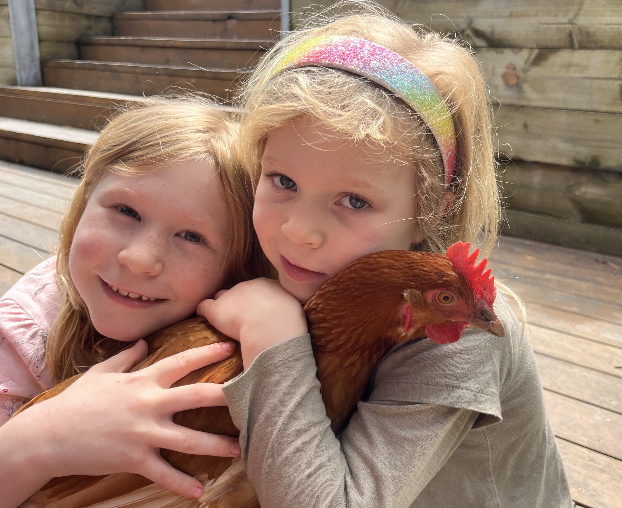 Can Backyard Chickens Make You Sick? What Every Potential Chook Keeper ...