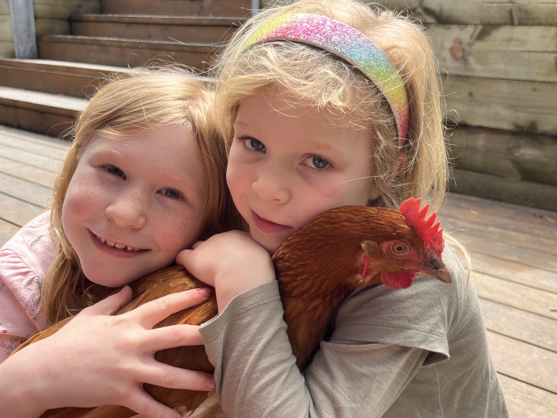 When Hens Become Roosters: A Fascinating Phenomenon – Talking Hens
