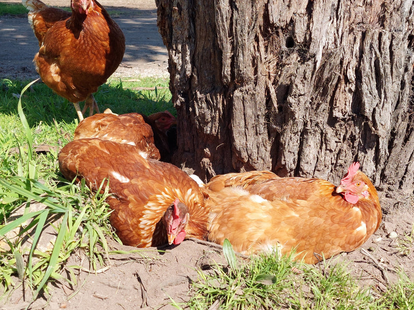 How to Make a Dust Bath for Your Chickens: Benefits, Ingredients and ...