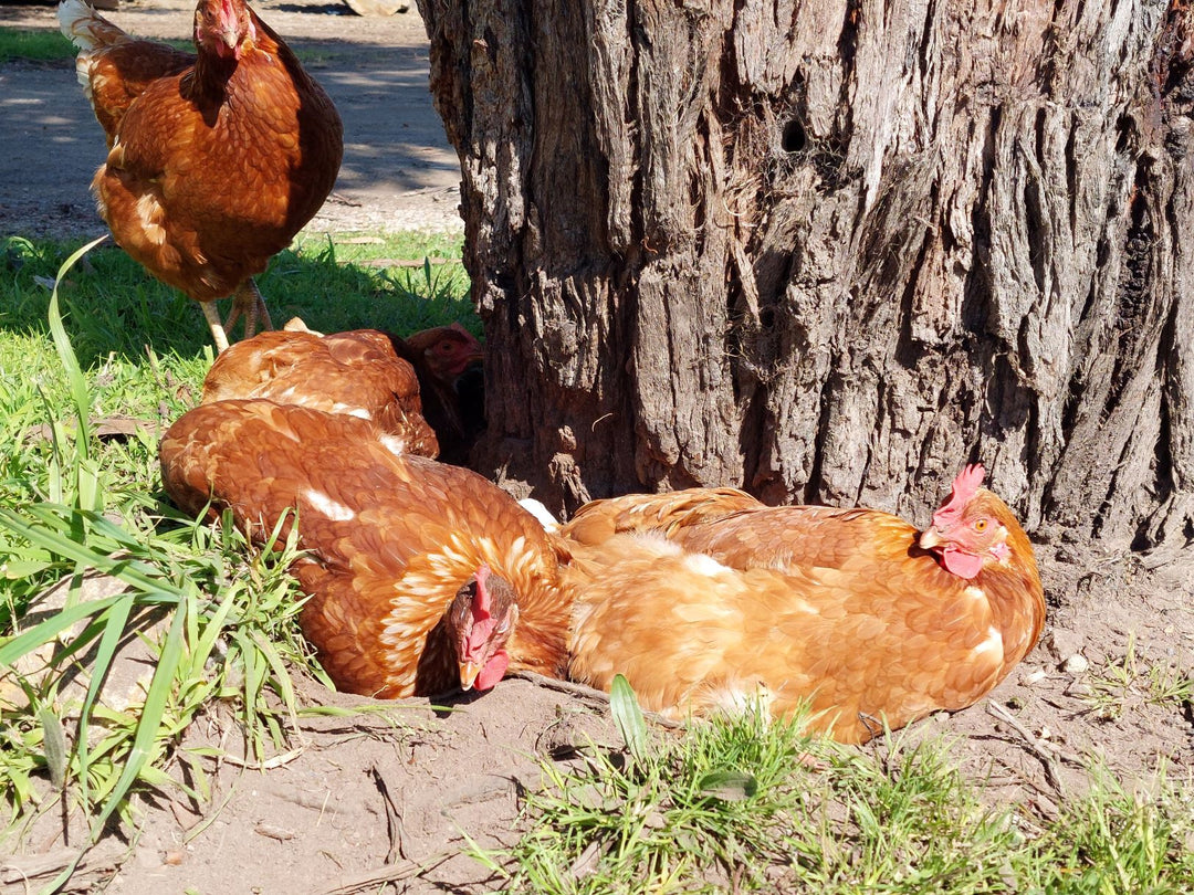 Beating Chicken Mites and Lice the Natural Way – Talking Hens