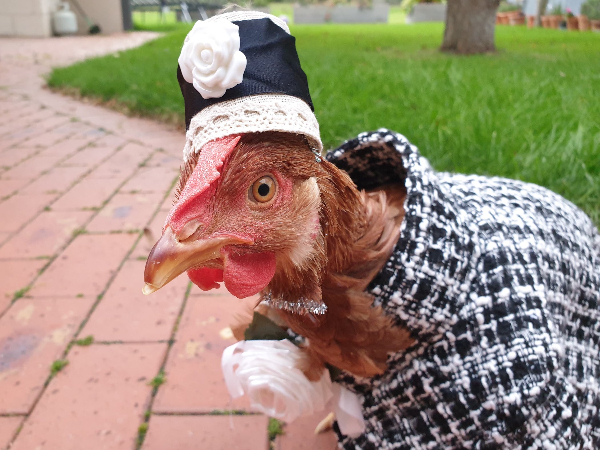 Winter-Proof Your Flock: 7 Vital Tips for Backyard Chicken Owners ...