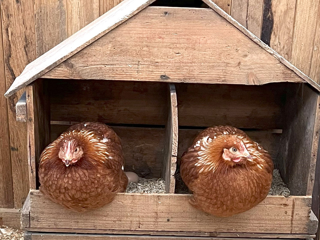 Have You Got a Broody Hen? Here's How to Handle the Drama – Talking Hens