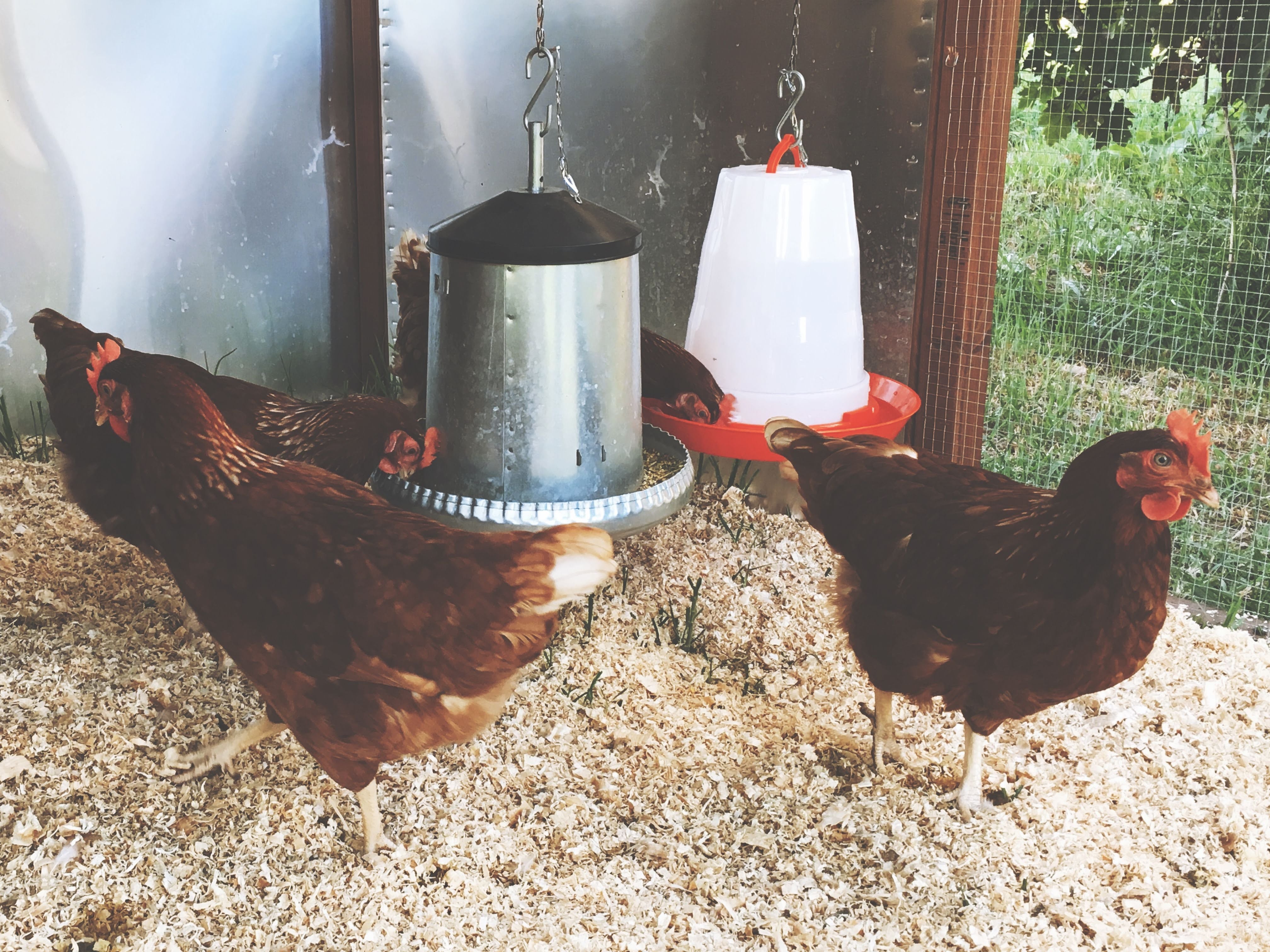 A Clean and Comfy Chicken Coop: A Comprehensive Review of Chicken Bedd ...