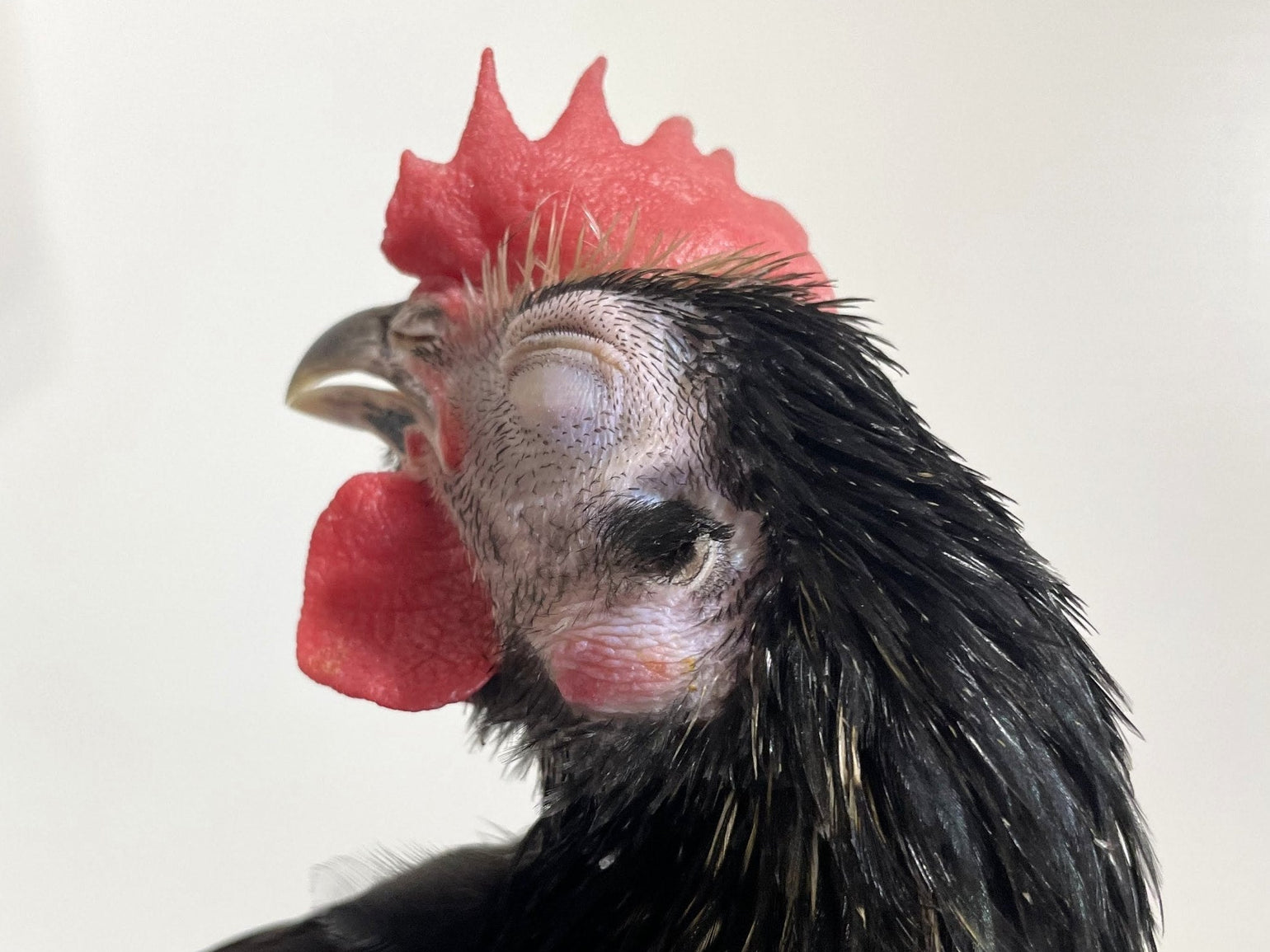 Infectious Coryza in Backyard Chickens: What Every Australian Flock Ke – Talking Hens