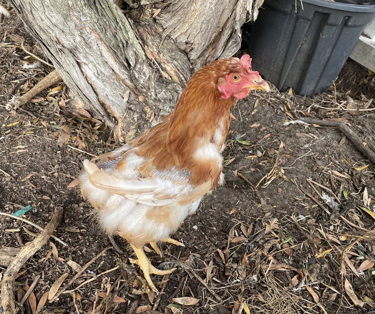 Moulting Chickens: Why and How To Help – Talking Hens