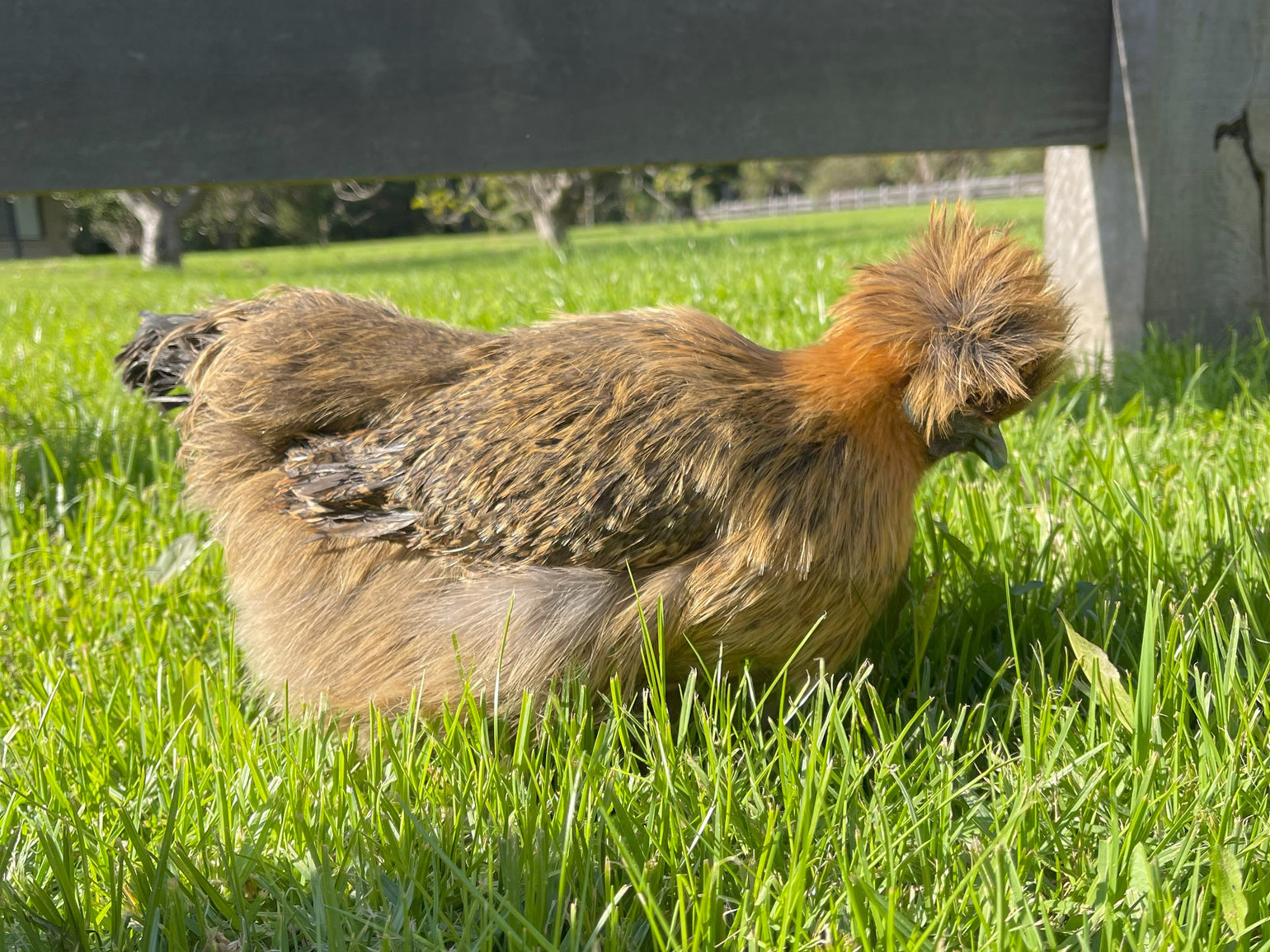 Learning Centre – Talking Hens