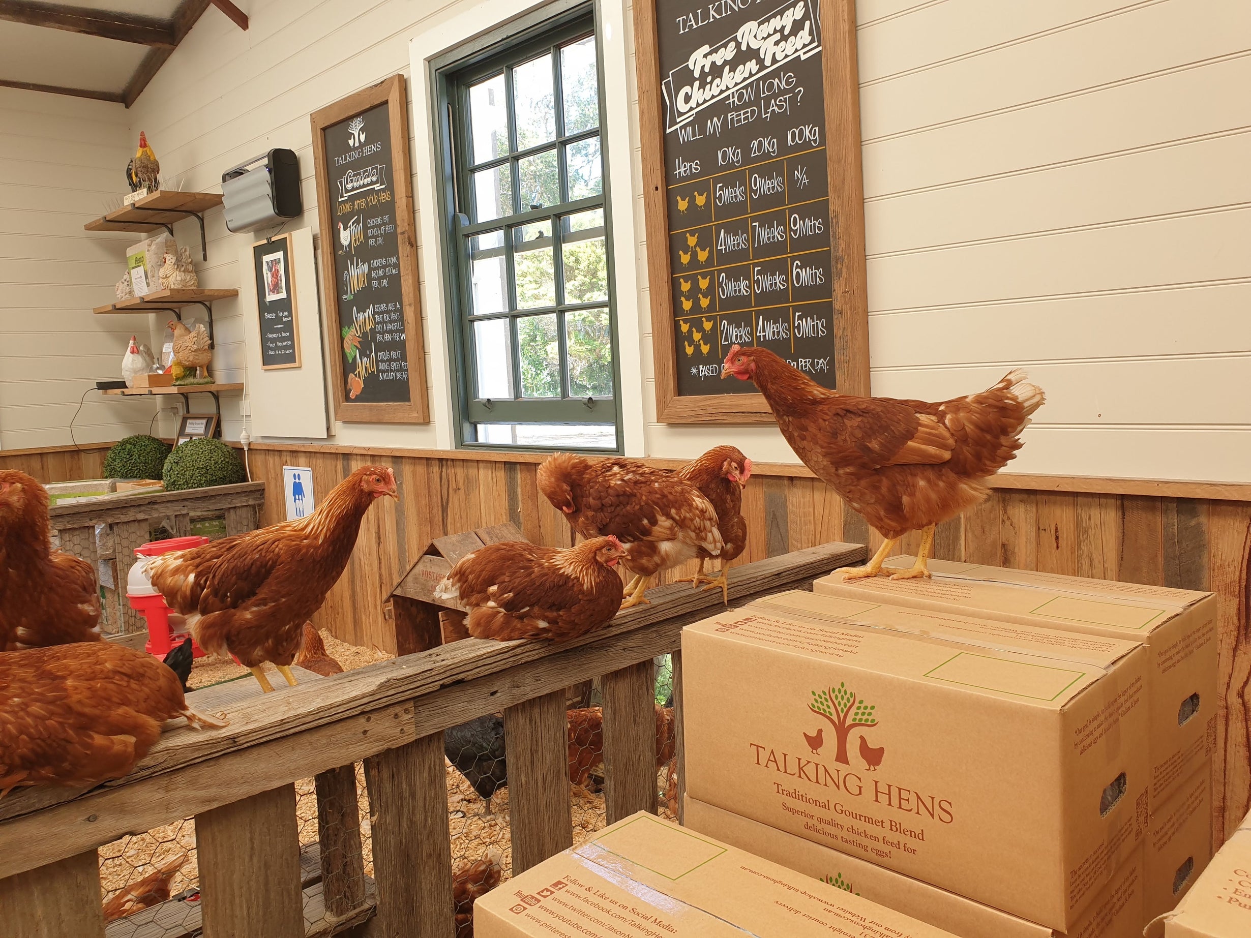 Hy-Line Brown Hens | Talking Hens