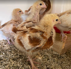 Hy-Line Brown Hens | Talking Hens