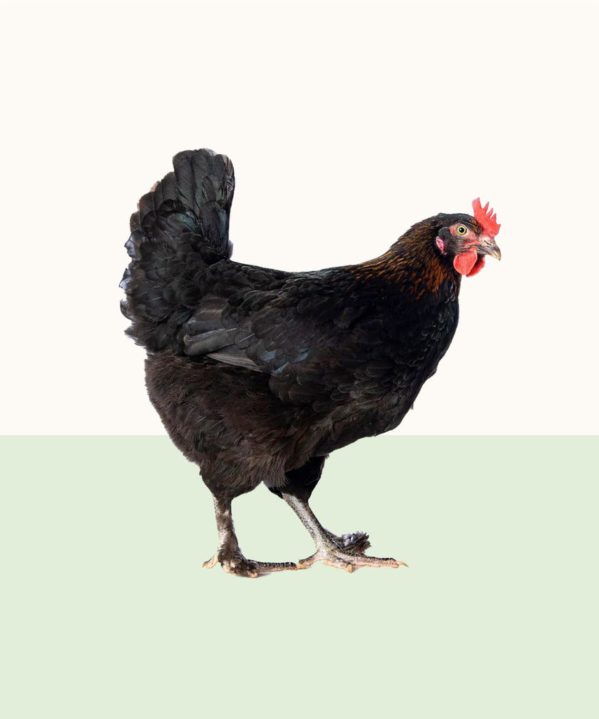 Marans – Talking Hens