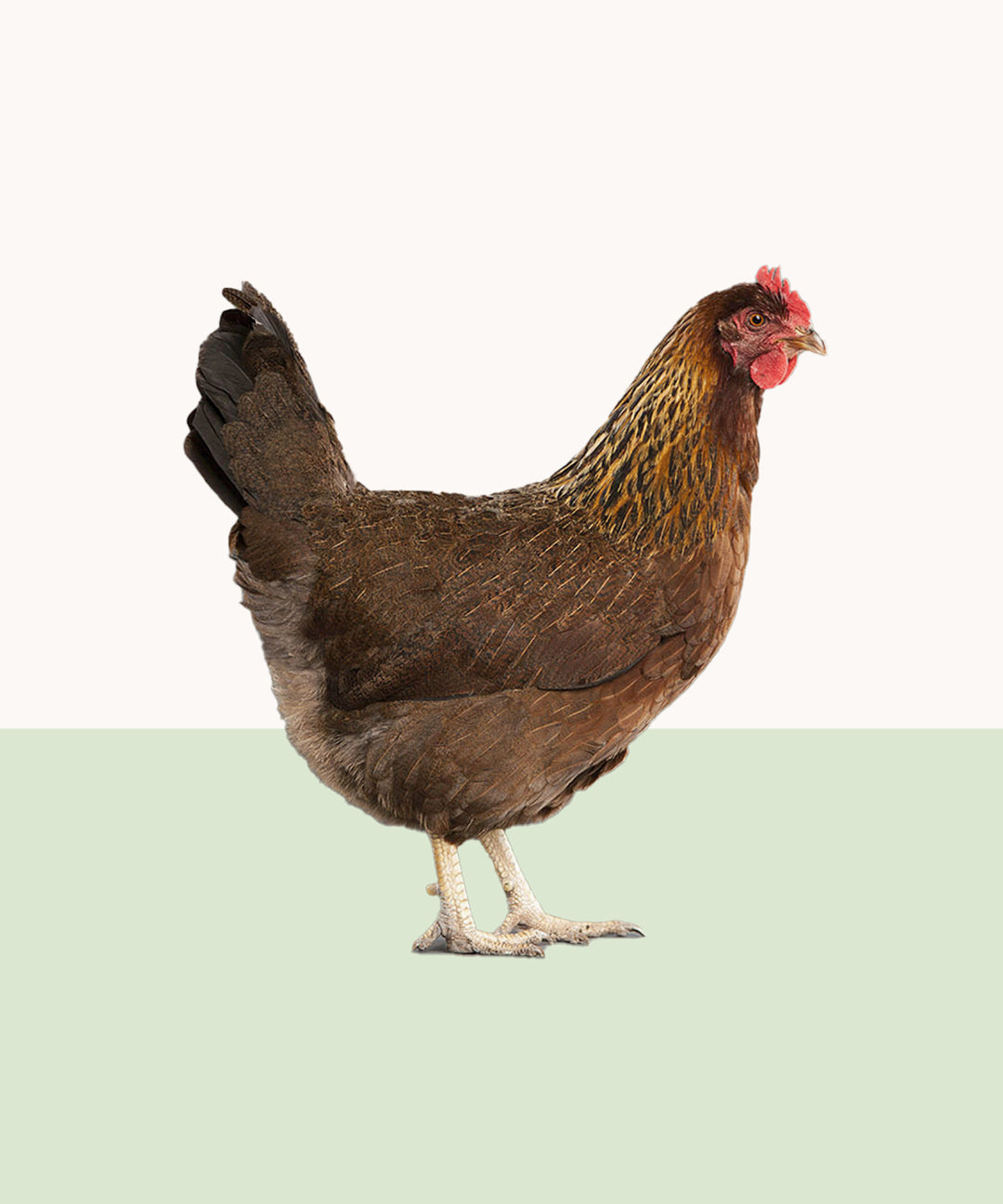 Chickens – Talking Hens