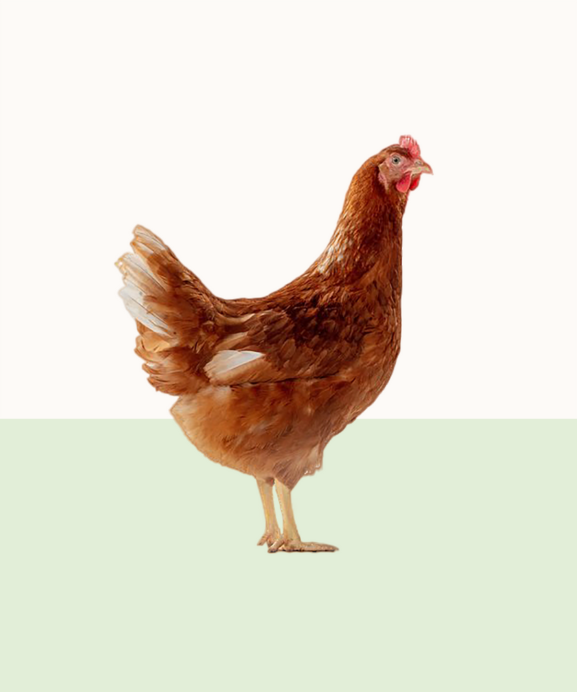 Hy-Line Brown Hens | Talking Hens