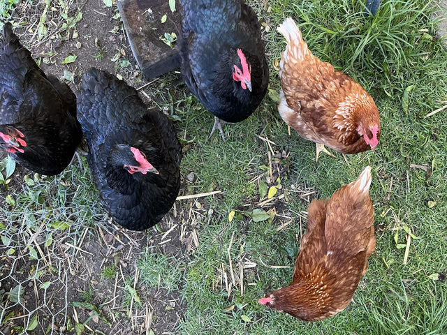 Australorp – Talking Hens