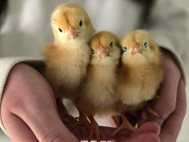 Hy-Line Brown Hens | Talking Hens