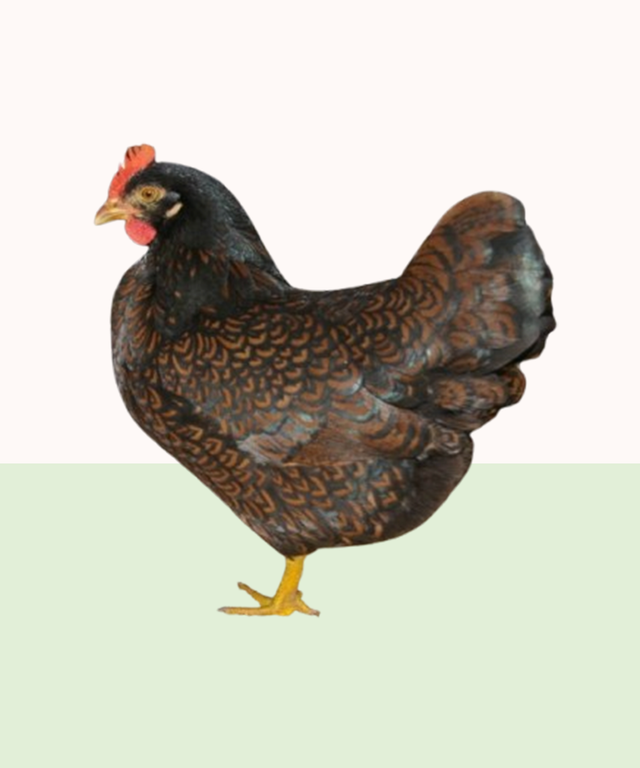 Chickens – Talking Hens