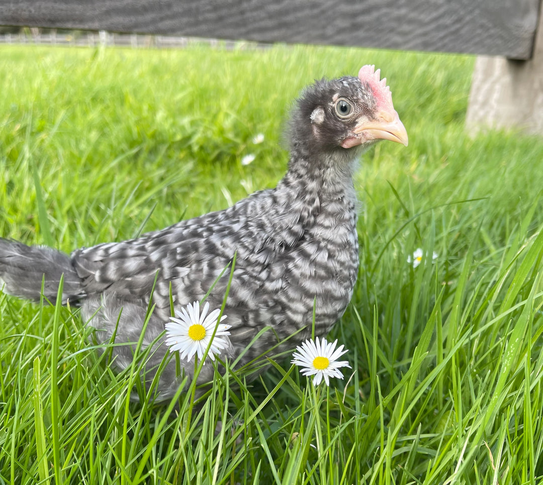 Barnevelder – Talking Hens