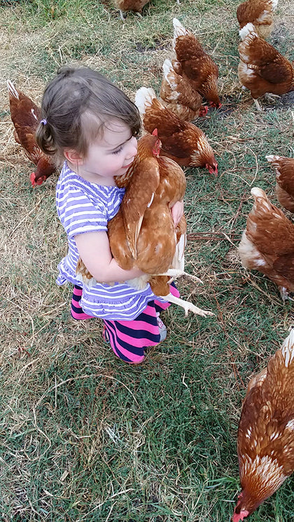 Hy-Line Brown Hens | Talking Hens