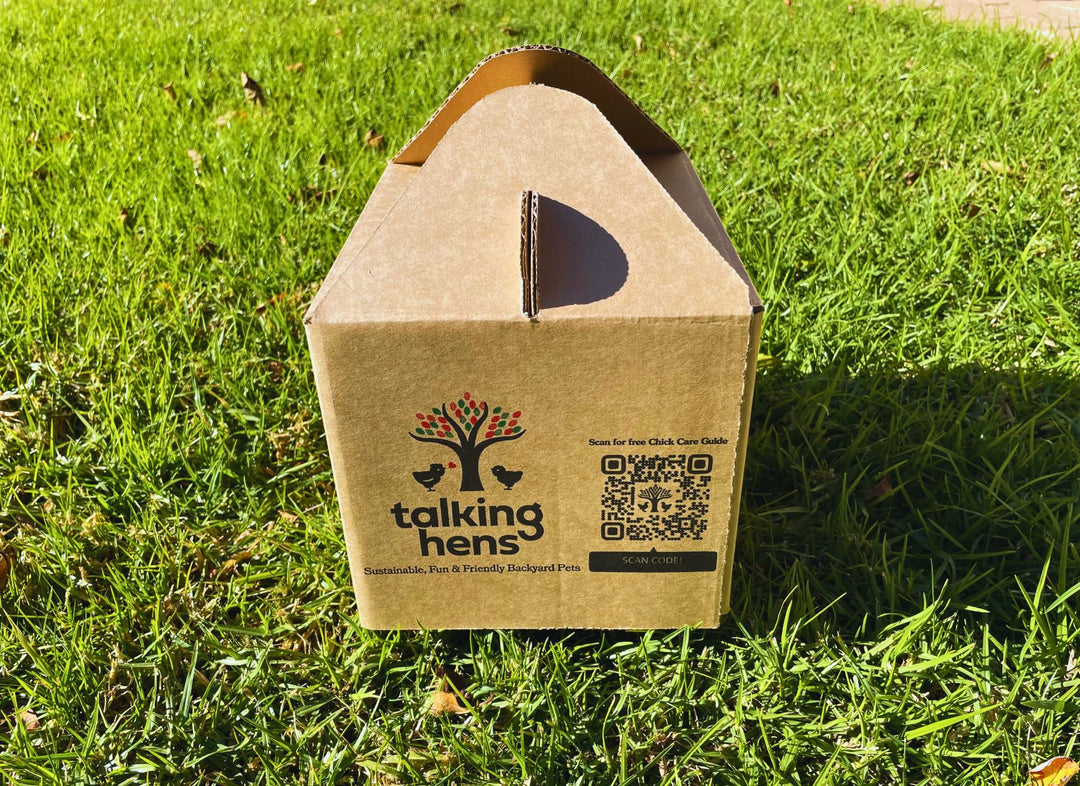 Chicklet Transport Box – Talking Hens