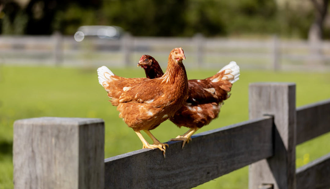 Hy-Line Brown Hens | Talking Hens