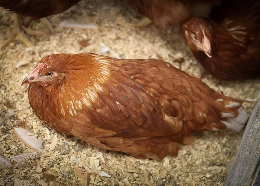 Hy-Line Brown Hens | Talking Hens