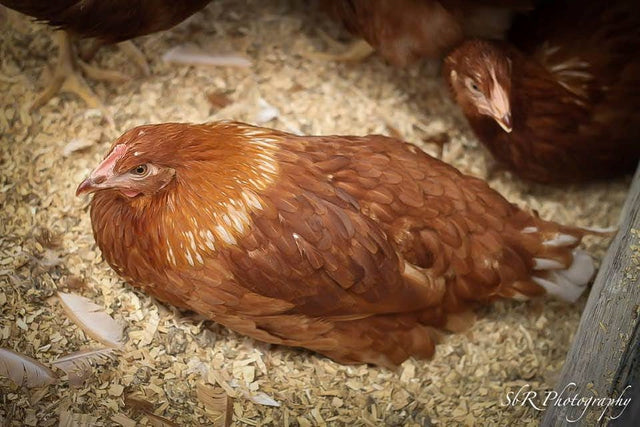 Hy-Line Browns – Talking Hens