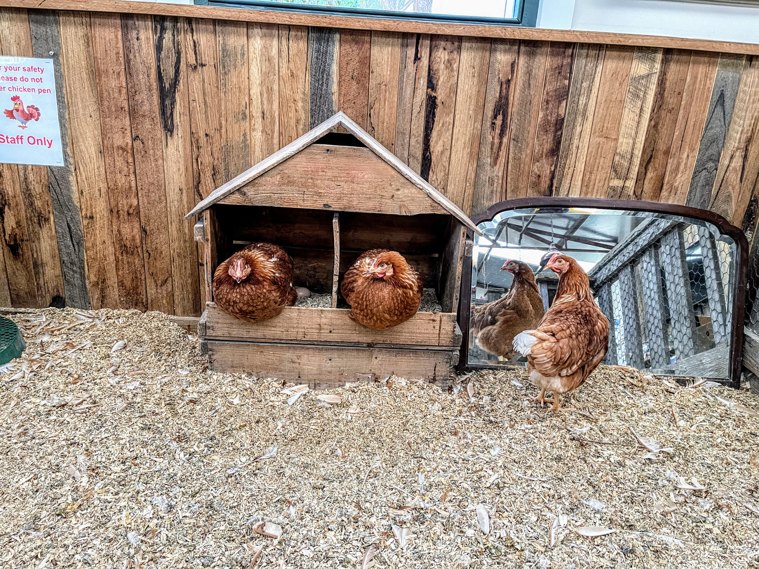 Hy-Line Brown Hens | Talking Hens