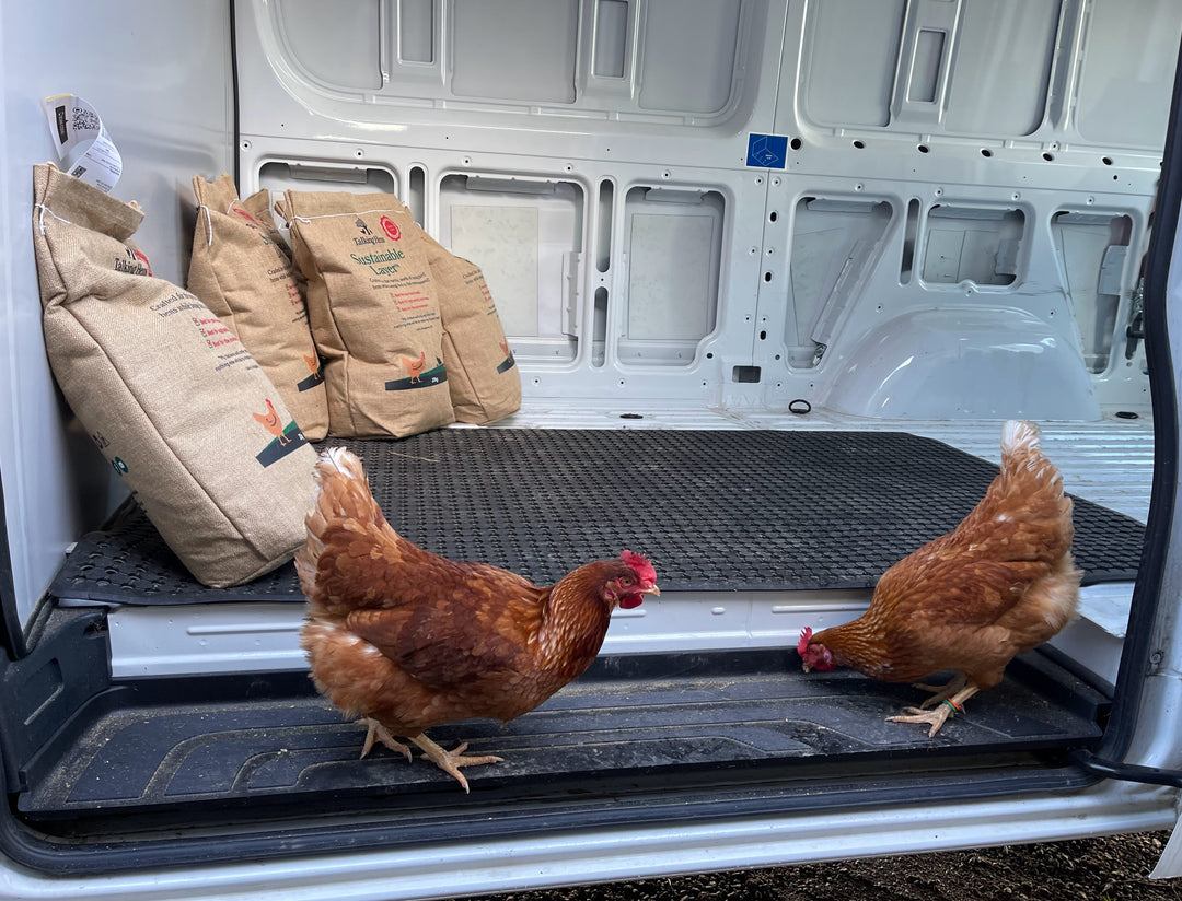 Hy-Line Brown Hens | Talking Hens