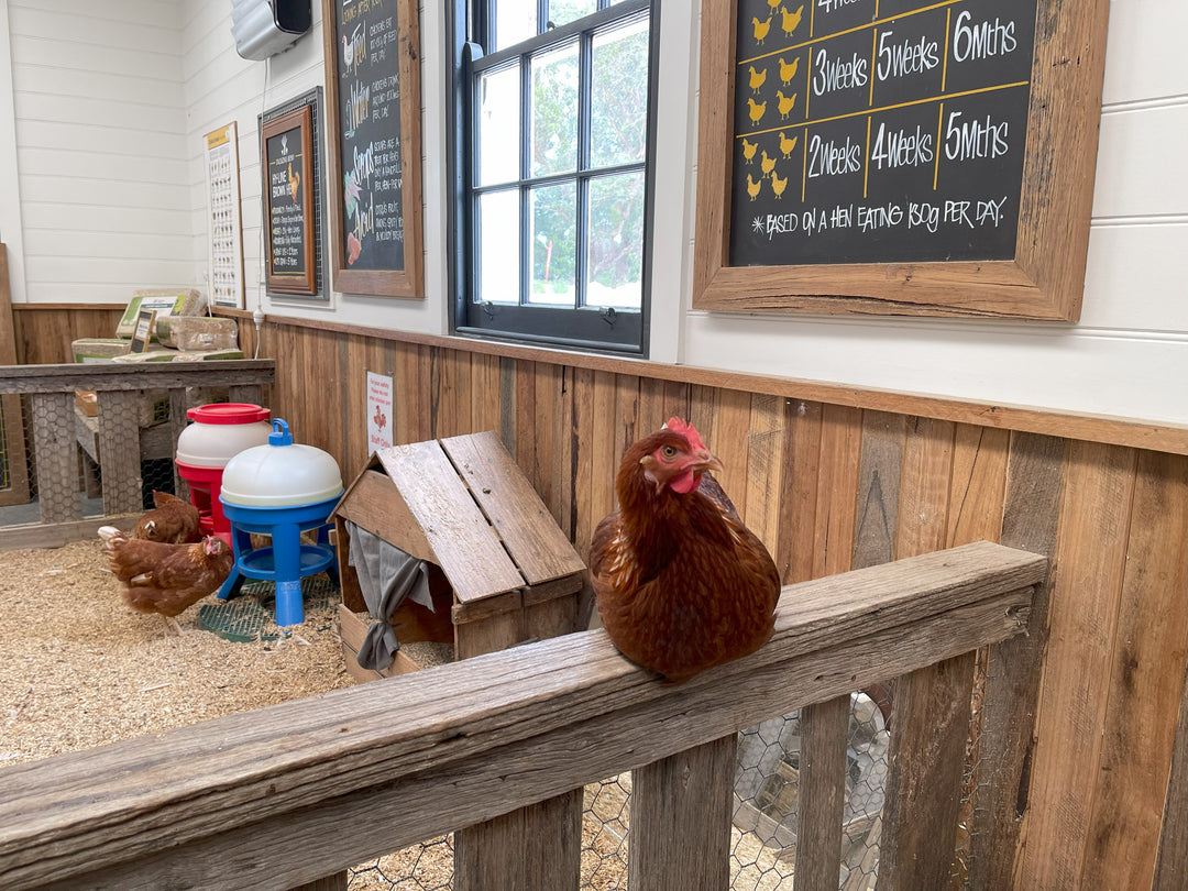 Hy-Line Brown Hens | Talking Hens