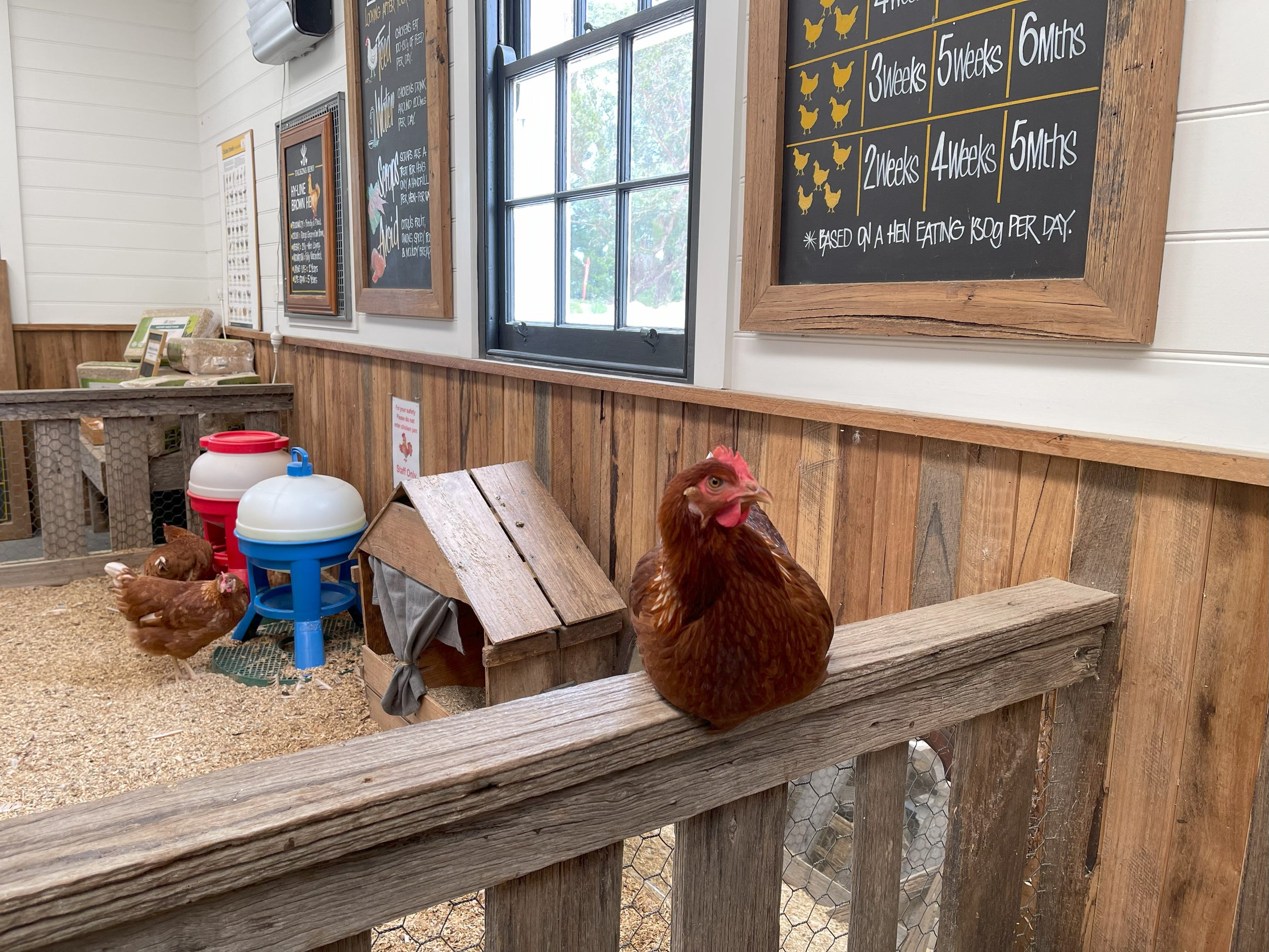 Hy-Line Browns – Talking Hens