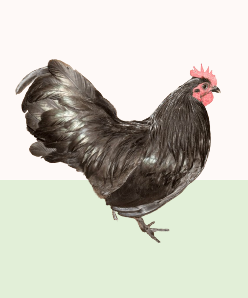 Purebred Chickens for Sale | Talking Hens