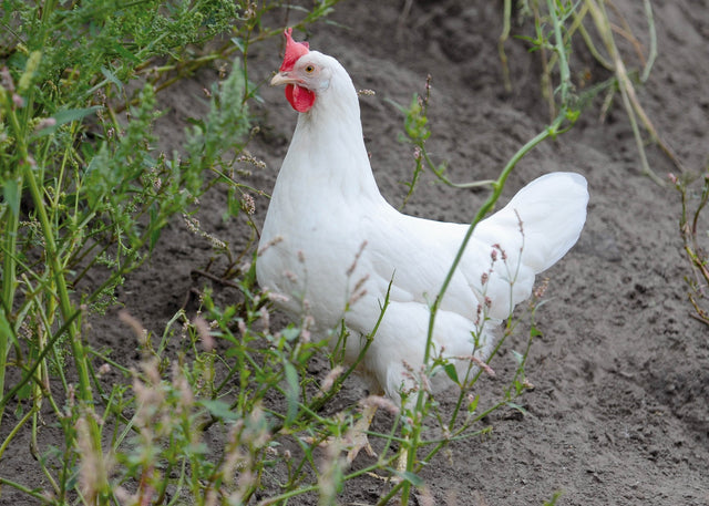 Lohmann White – Talking Hens