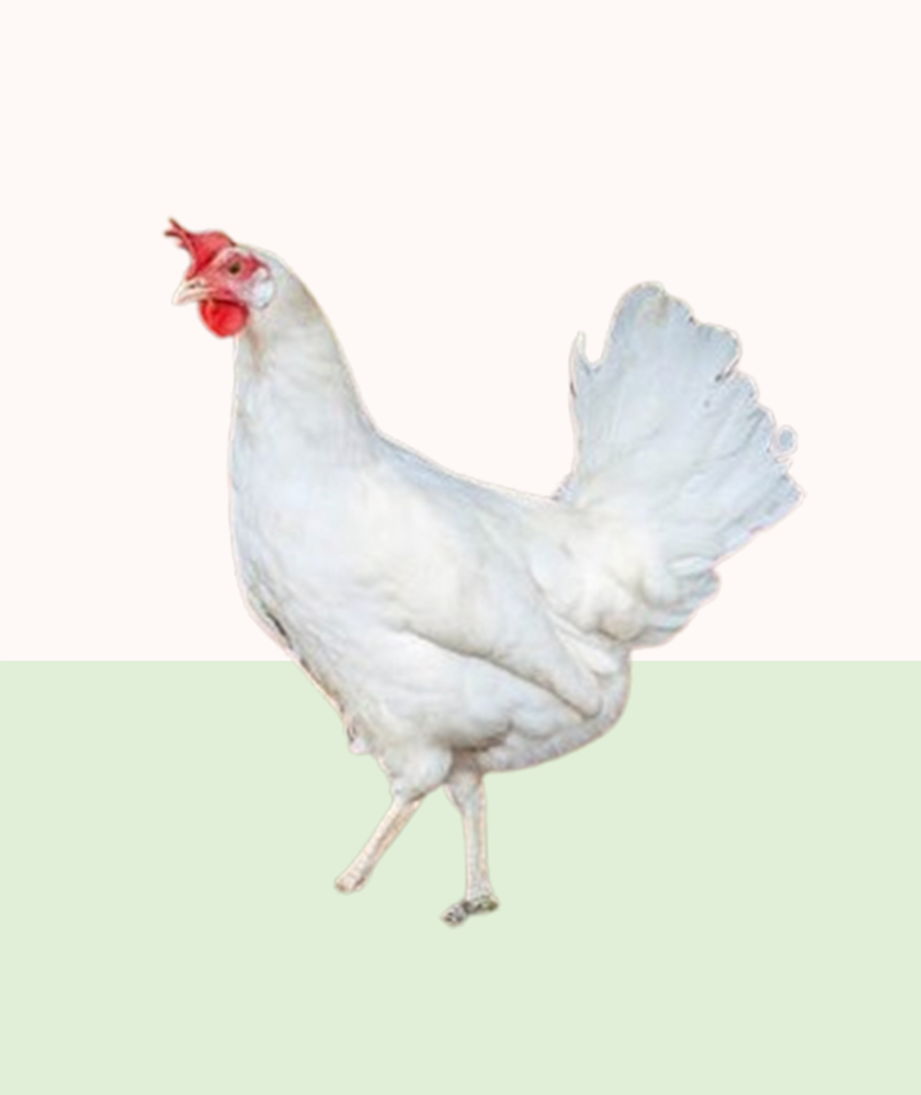 Lohmann White – Talking Hens