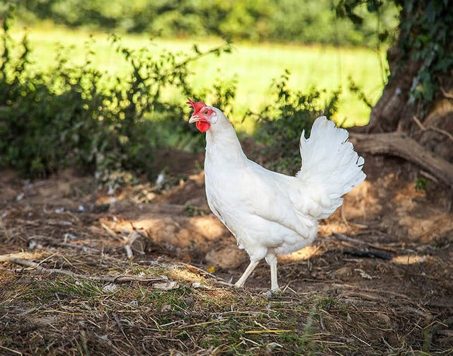 Lohmann White – Talking Hens