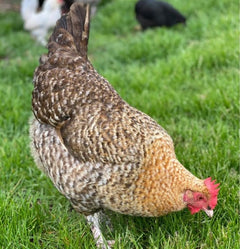 Marans – Talking Hens