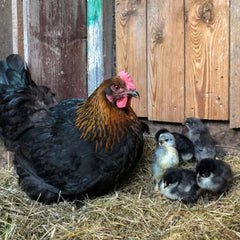 Marans Chickens | Dark Egg Layers | Talking Hens