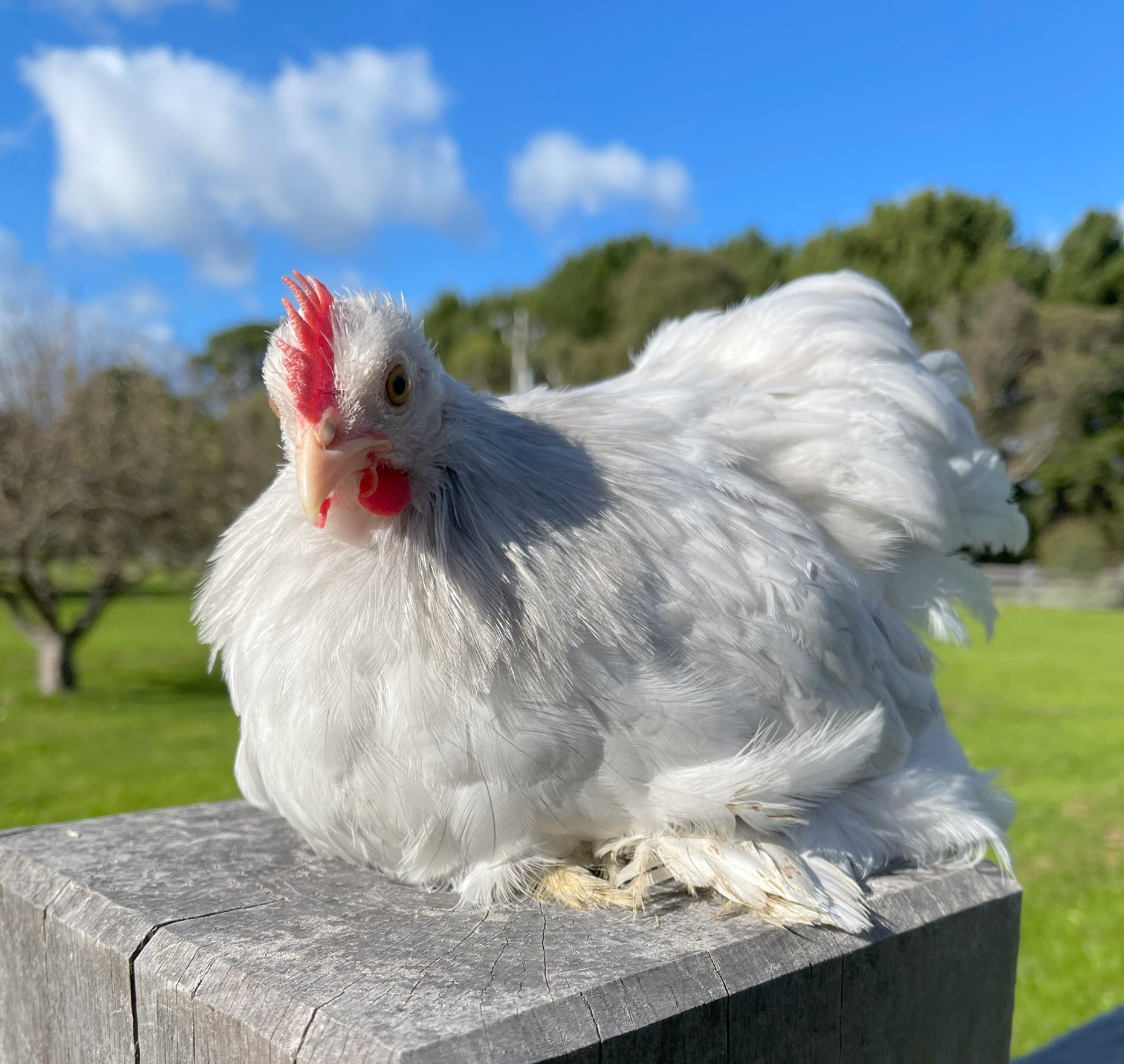 Pekin Bantam – Talking Hens